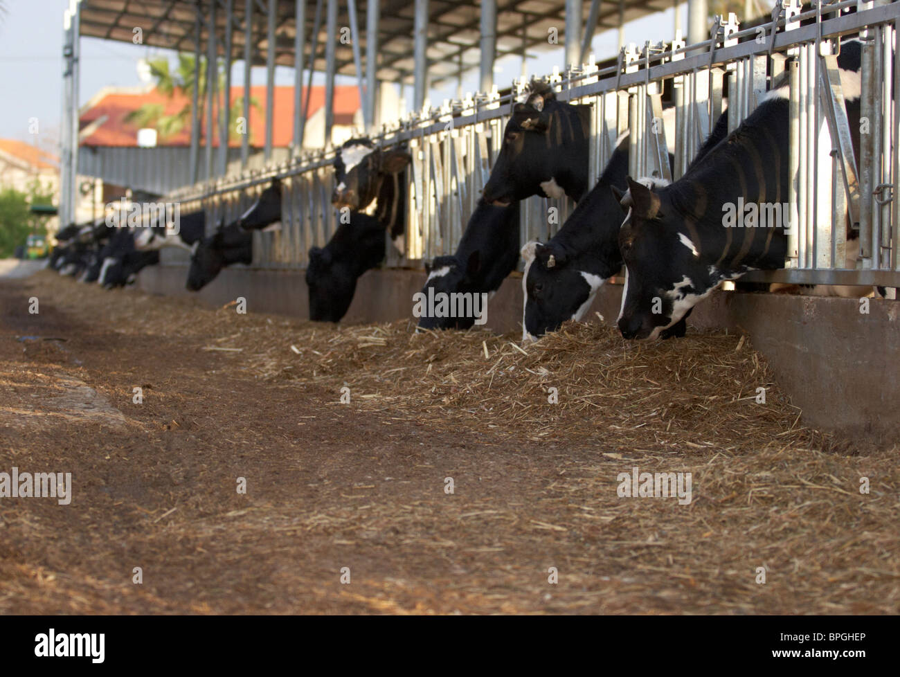 Cows farm hi-res stock photography and images - Alamy