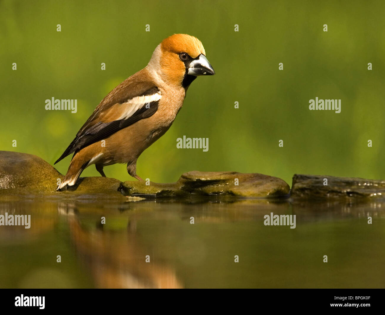 Male hawfinch by drinking pool Stock Photo - Alamy