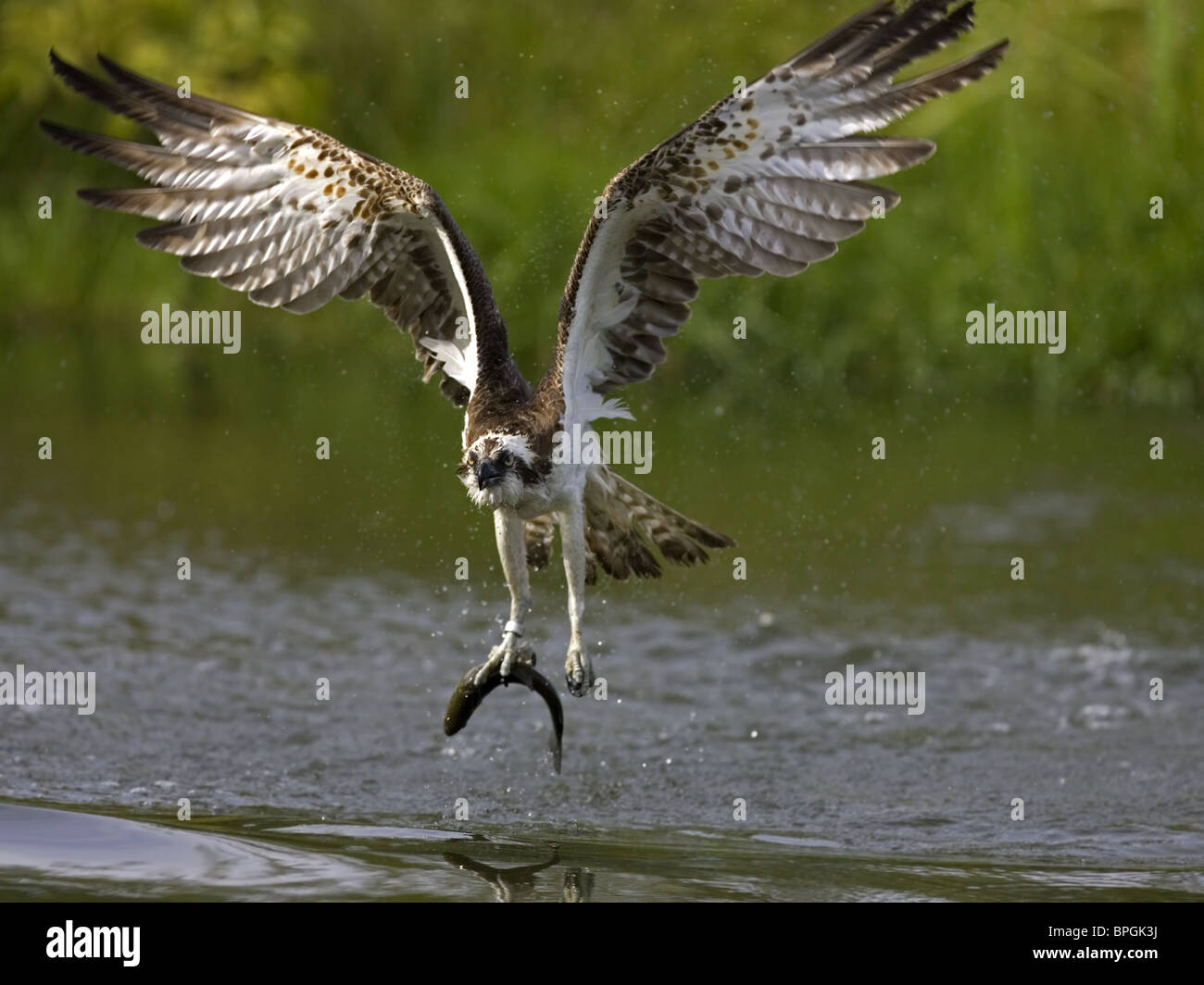 Osprey in flight with fish in talons Stock Photo - Alamy