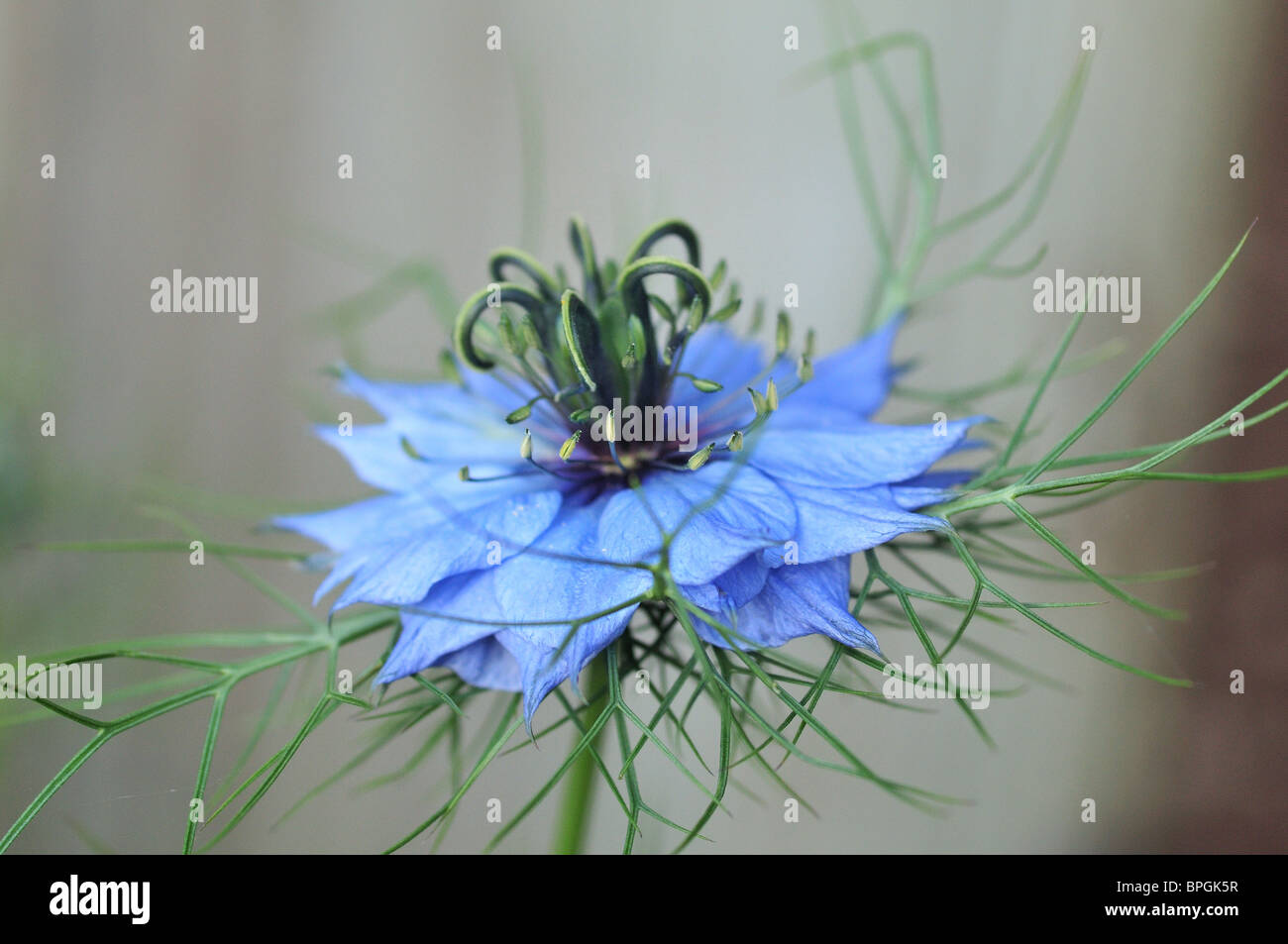 Nigella Damascena - 'Love in the mist' flower Stock Photo - Alamy