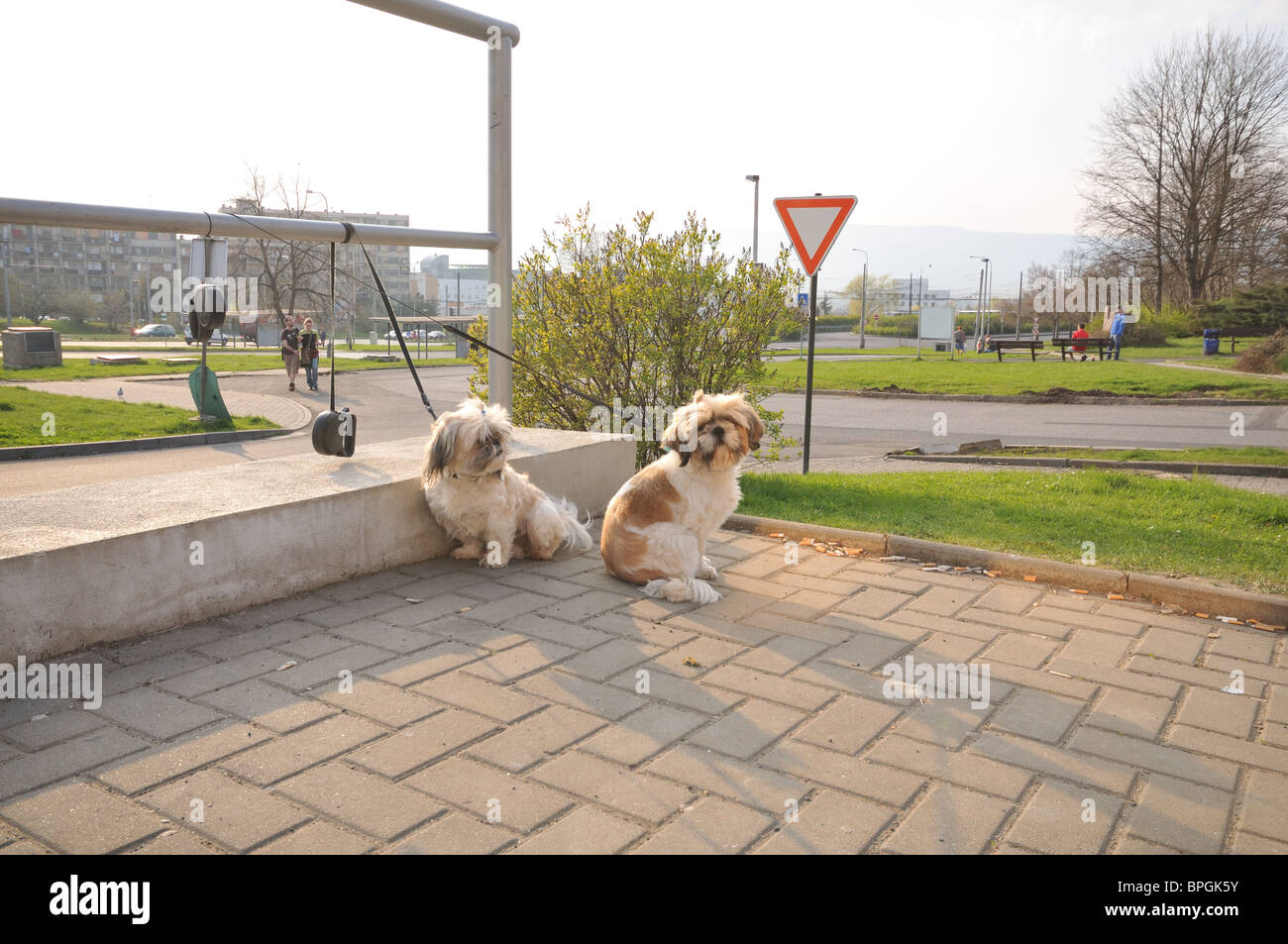 Two dogs patiently waiting outside a shop for their owner Stock Photo ...