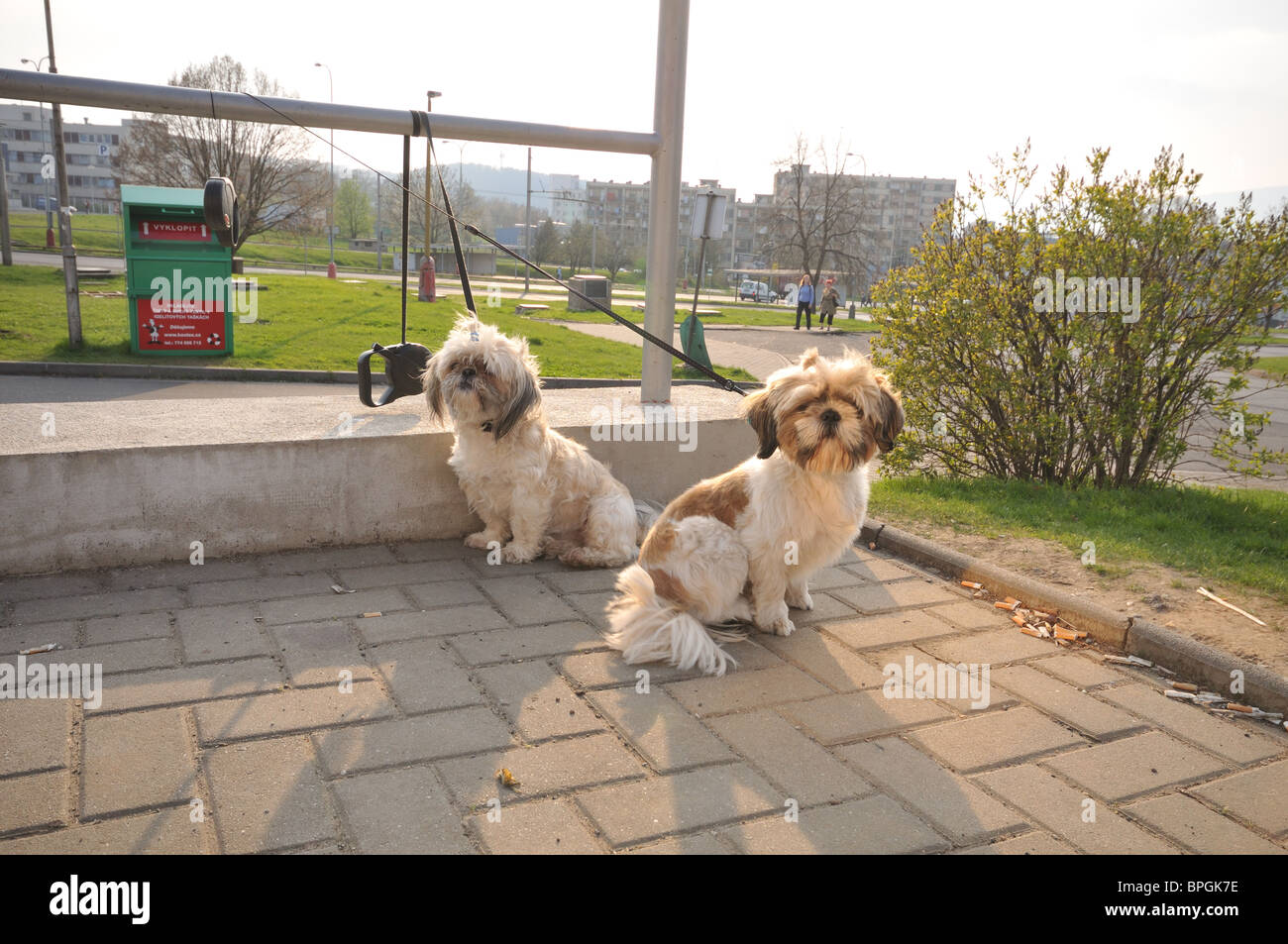 Two dogs patiently waiting outside a shop for their owner Stock Photo ...