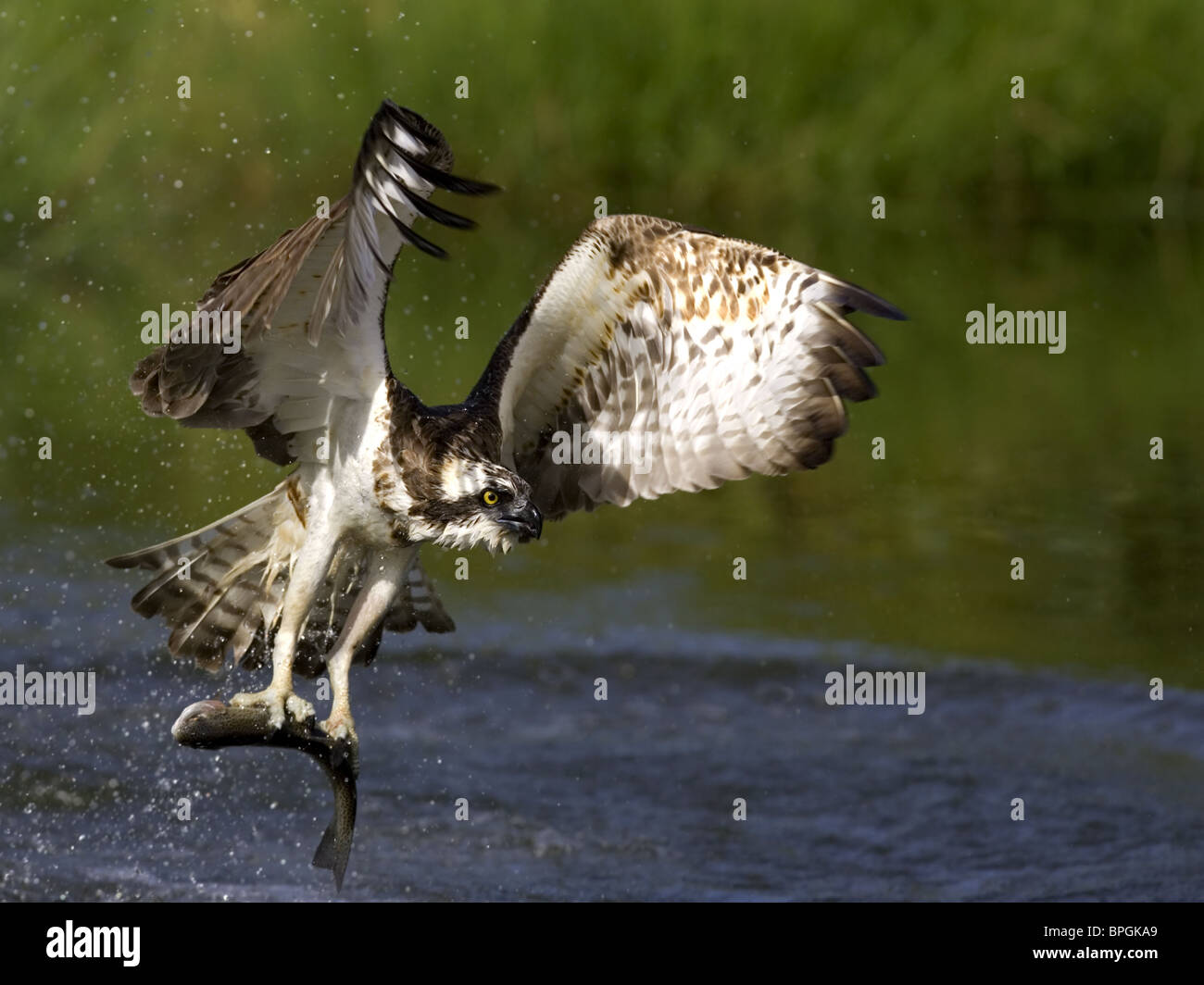 Osprey holding trout in its talons hi-res stock photography and images ...