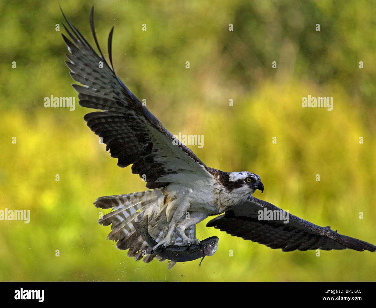 Osprey in flight with fish in talons Stock Photo - Alamy