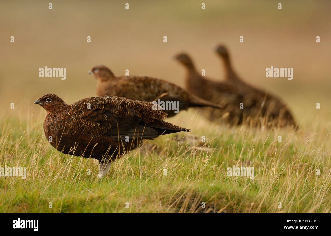 Red grouse Lagopus lagopus scoticus, female group, Yorkshire Moors ...