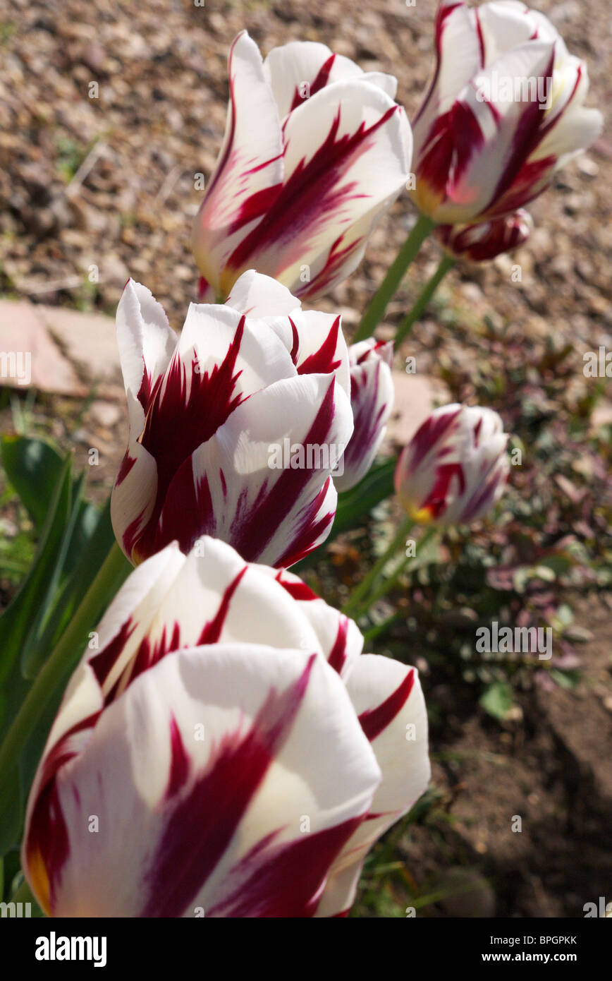 A line of Tulip Grand perfection just before they fully open Stock ...