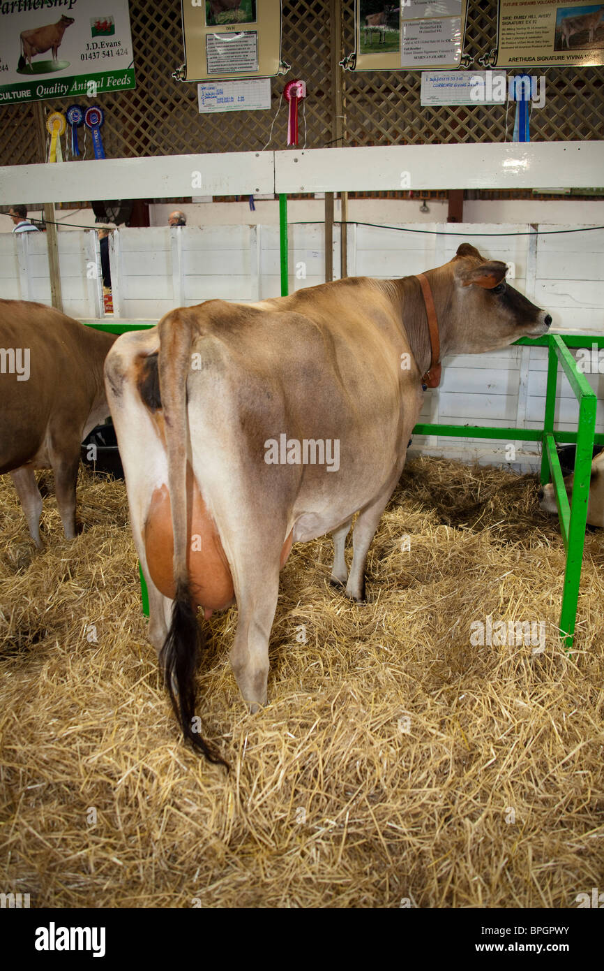 Prize winner Jersey milking cow winning herd in hangar at agricultural ...