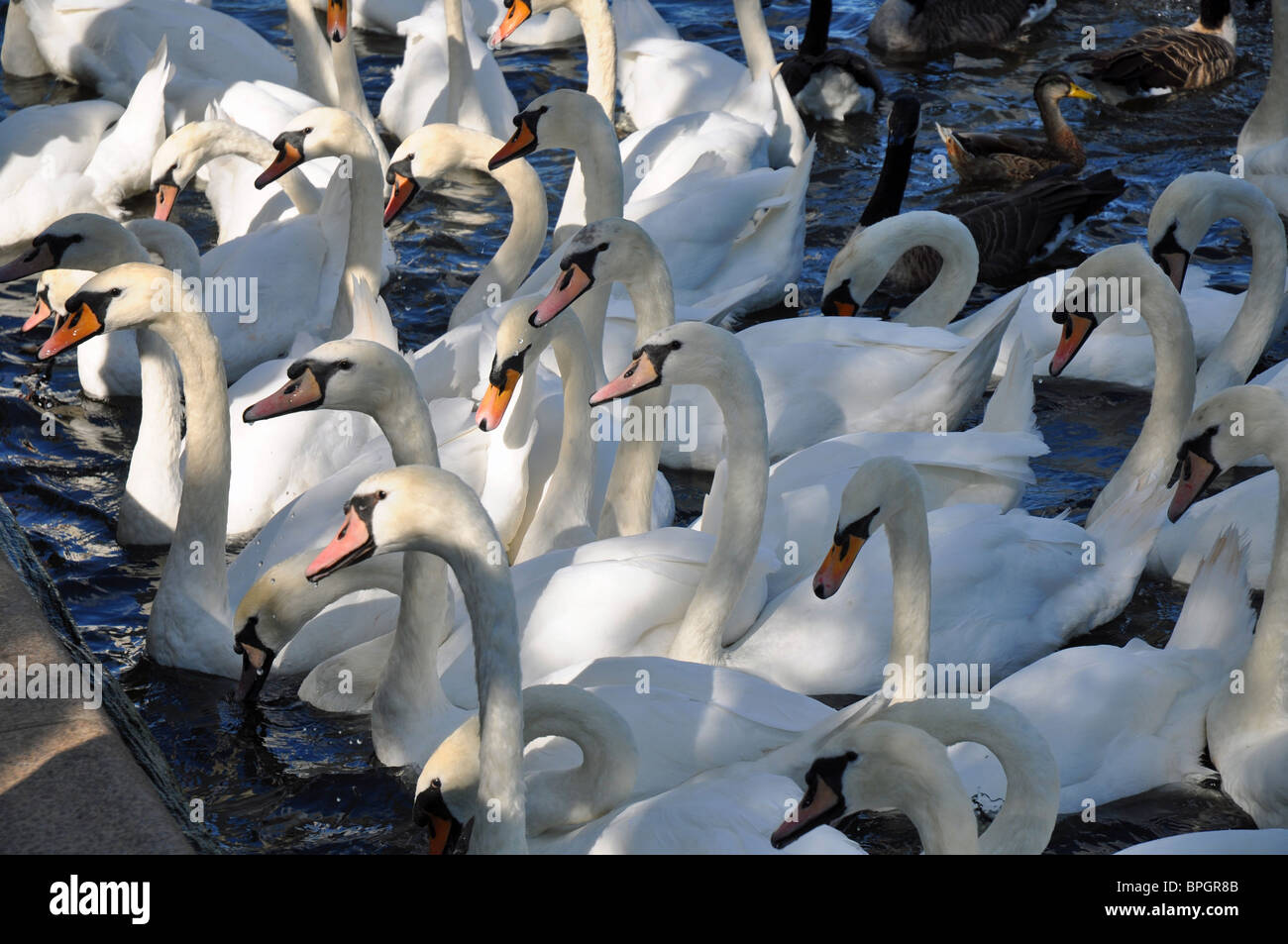 Windsor, Berkshire, England, River Thames, swans swimming Stock Photo ...