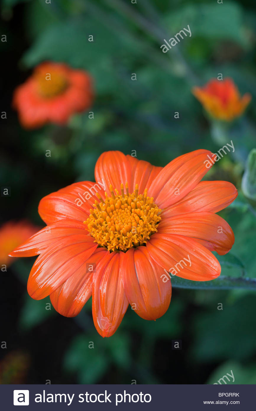 Tithonia Rotundifolia Stock Photos & Tithonia Rotundifolia Stock Images ...