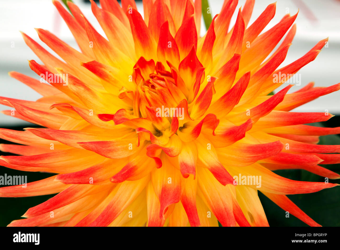 UK, England, Merseyside, Southport Flower Show, prize winning ...