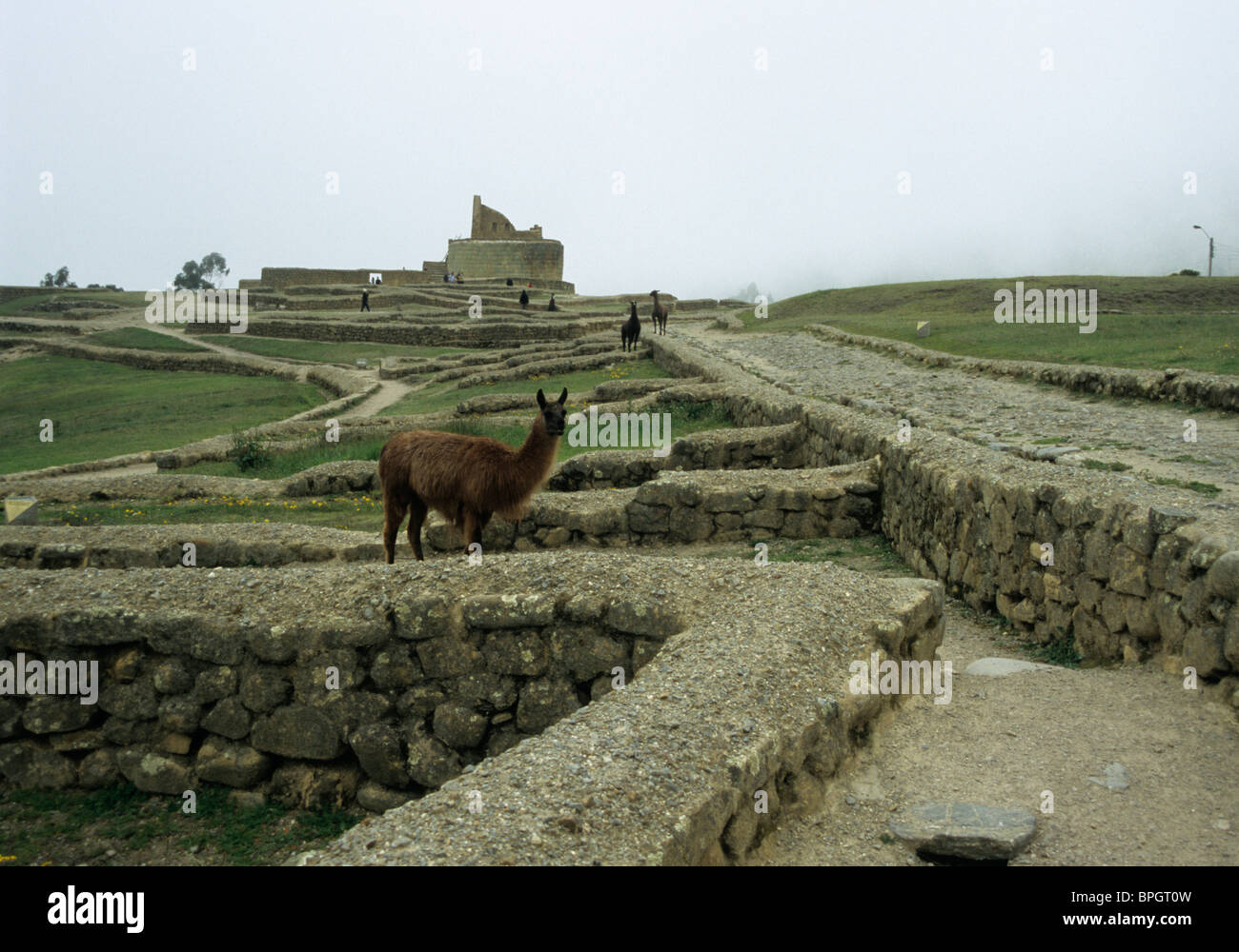 Lamas in between the ruins of the Inca temple Ingapirca, Ecuador Stock ...