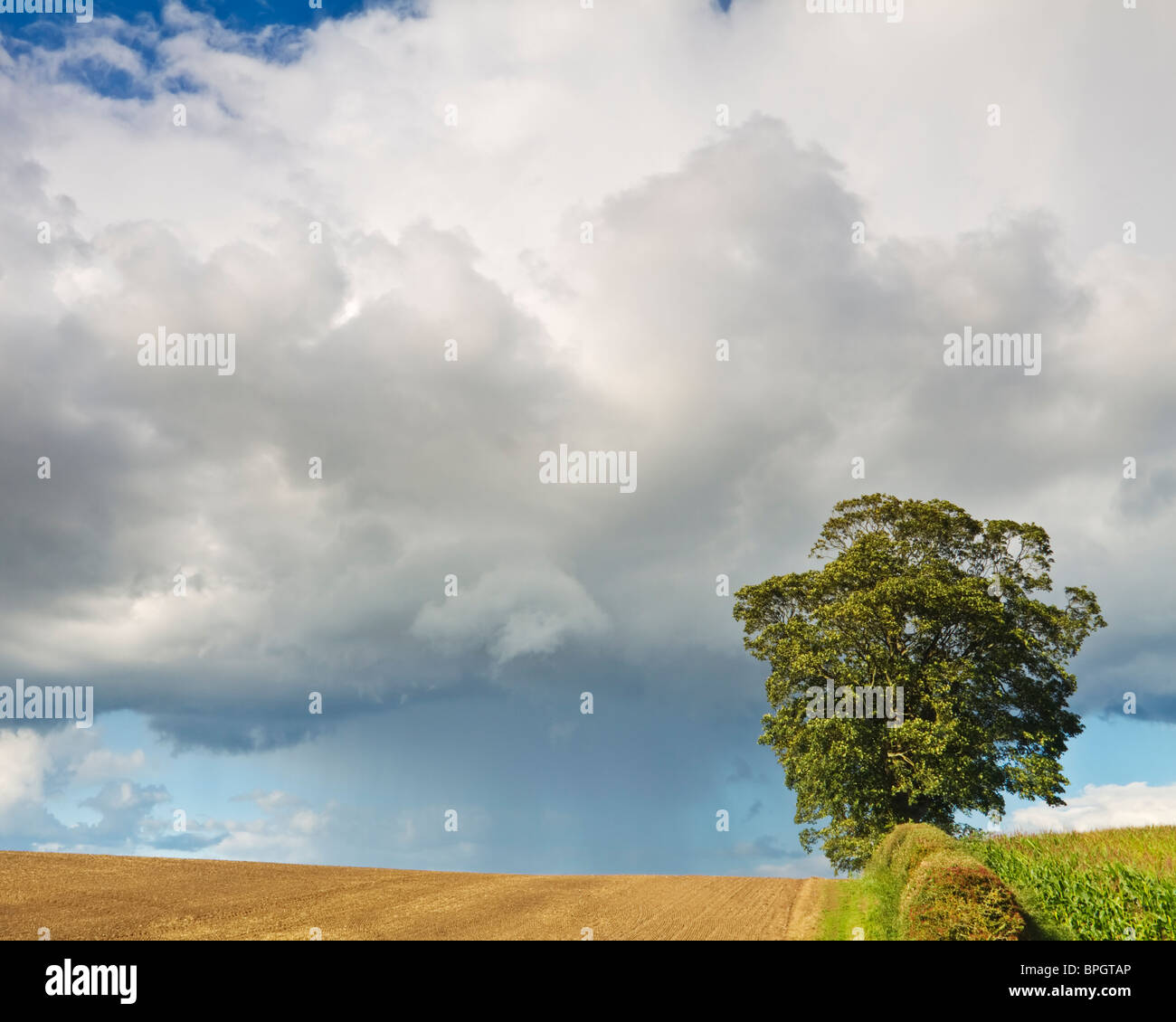 Lone tree growing in a hedgerow between two farm fields, Corbridge ...