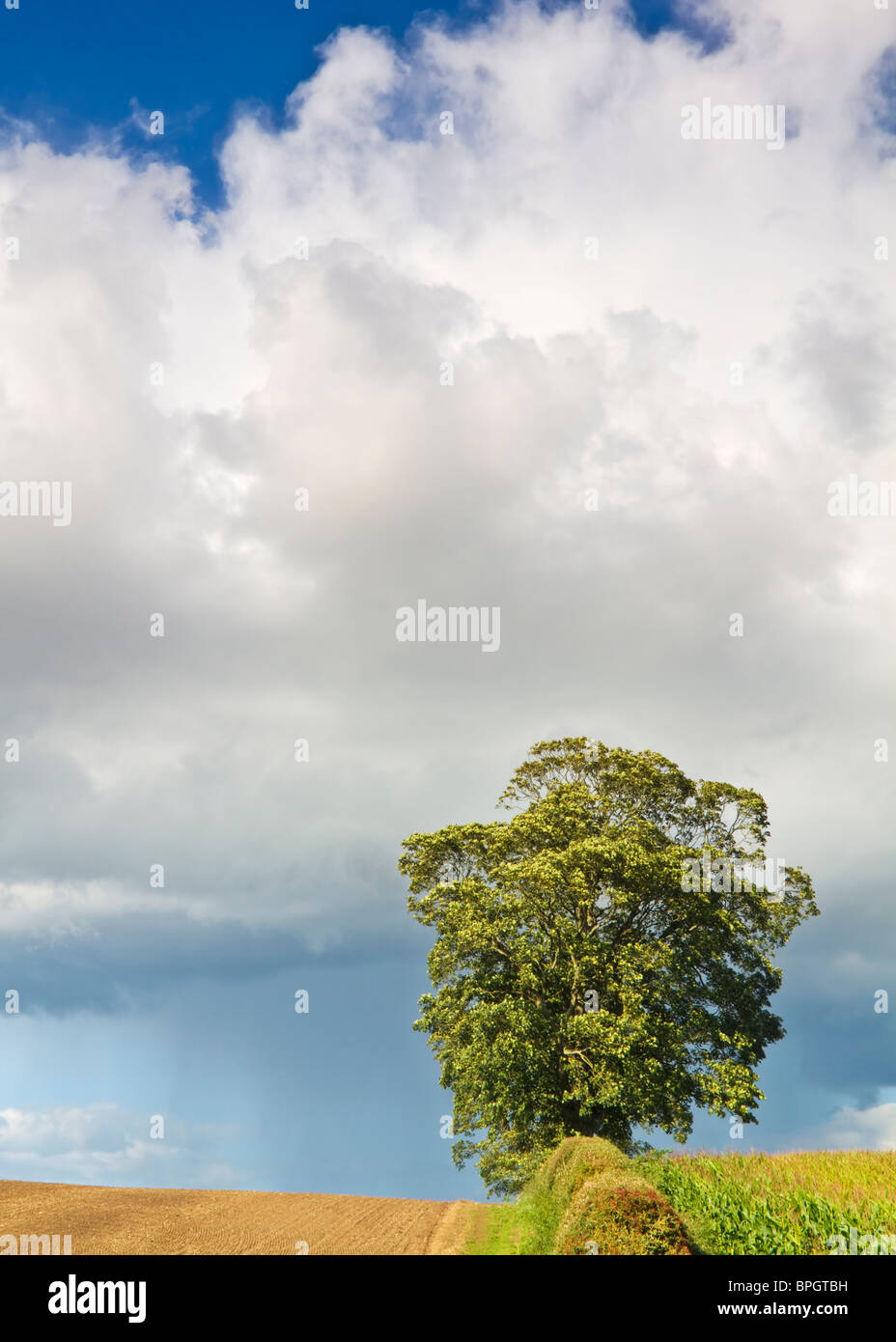 Lone tree growing in a hedgerow between two farm fields, Corbridge ...