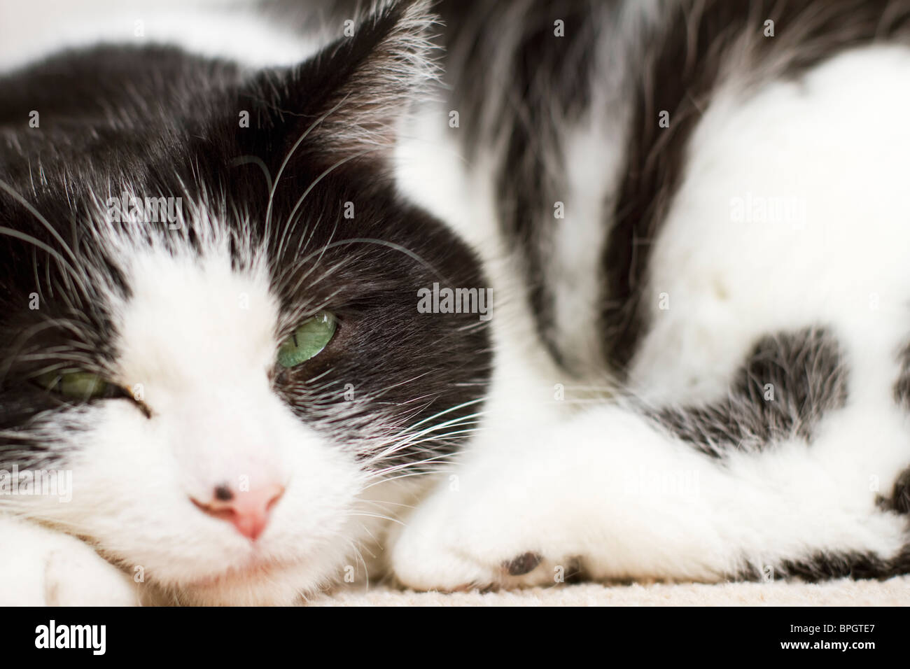 A sleepy, yet watchful cat Stock Photo - Alamy