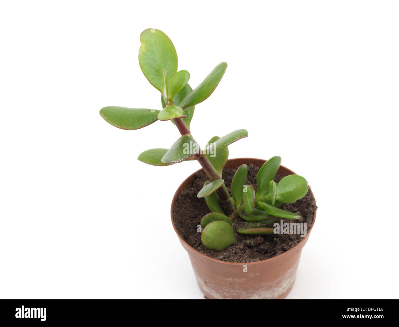 Money Tree Sapling Growing In Pot Stock Photo - Alamy