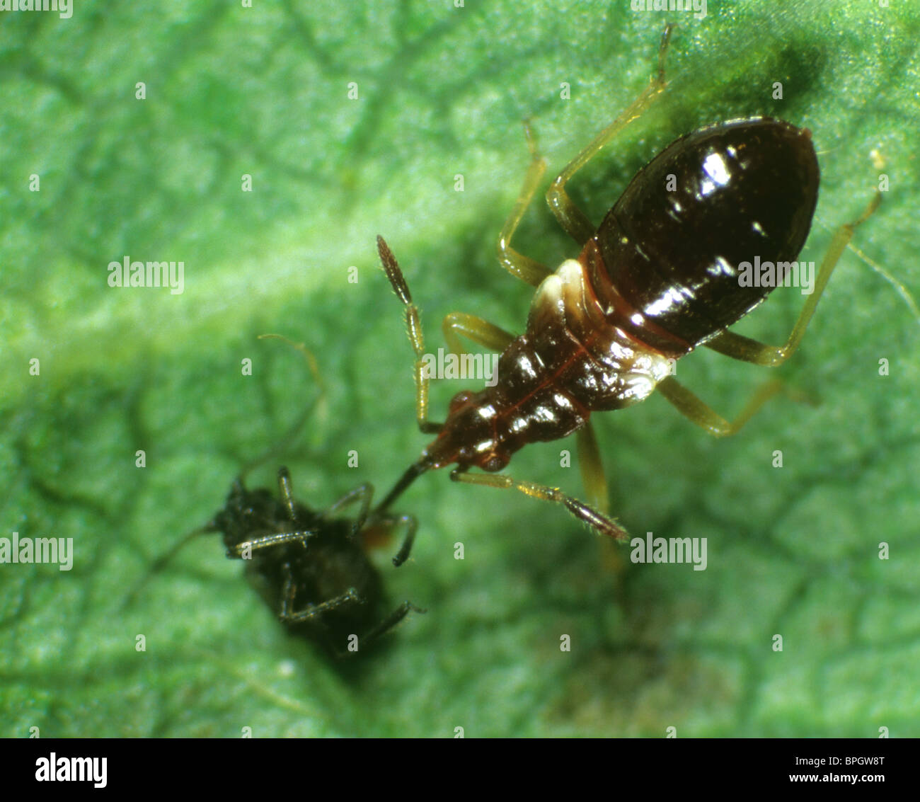 Flower bug (Anthocoris nemorum) nymph feeding on black cherry aphid ...