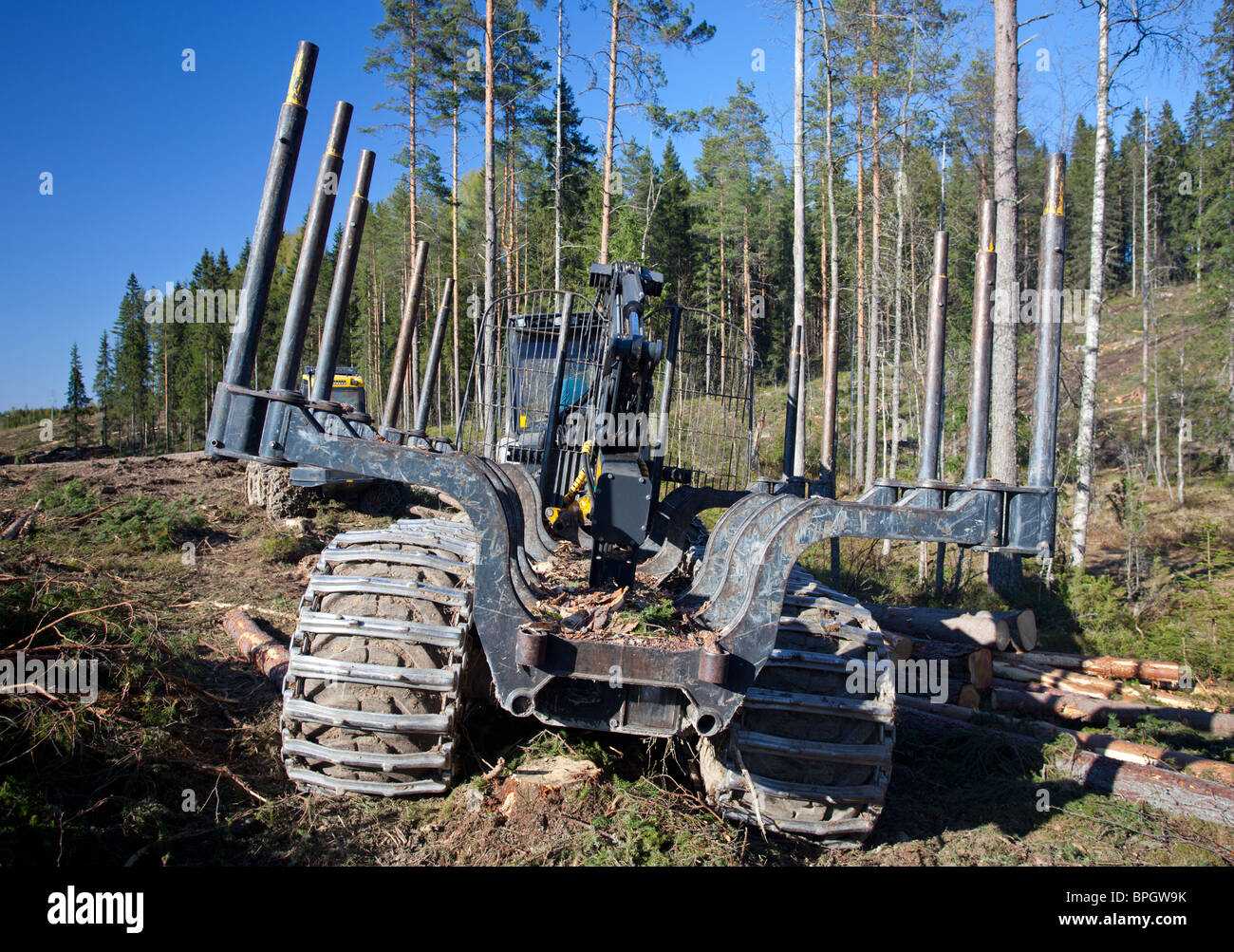 Ponsse Buffalo forwarder forestry vehicle trailer at clear-cutting area ...