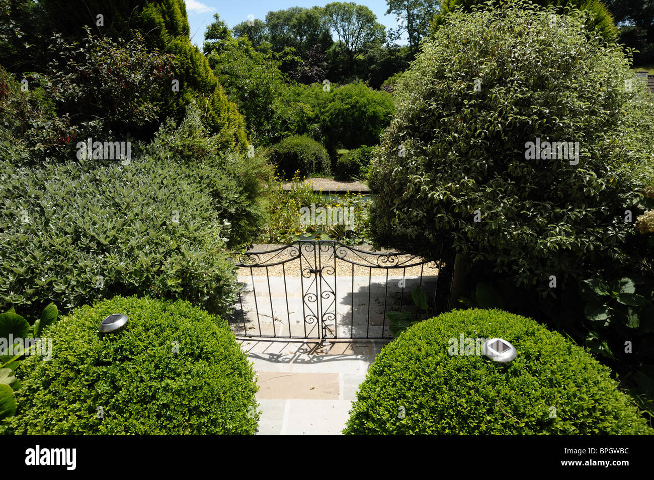 Sculpted box plants leading through shrubs & trees to stone steps and ...