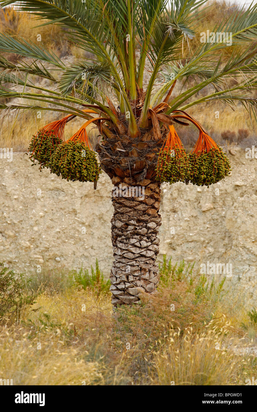Clusters dates in date palm hi-res stock photography and images - Alamy