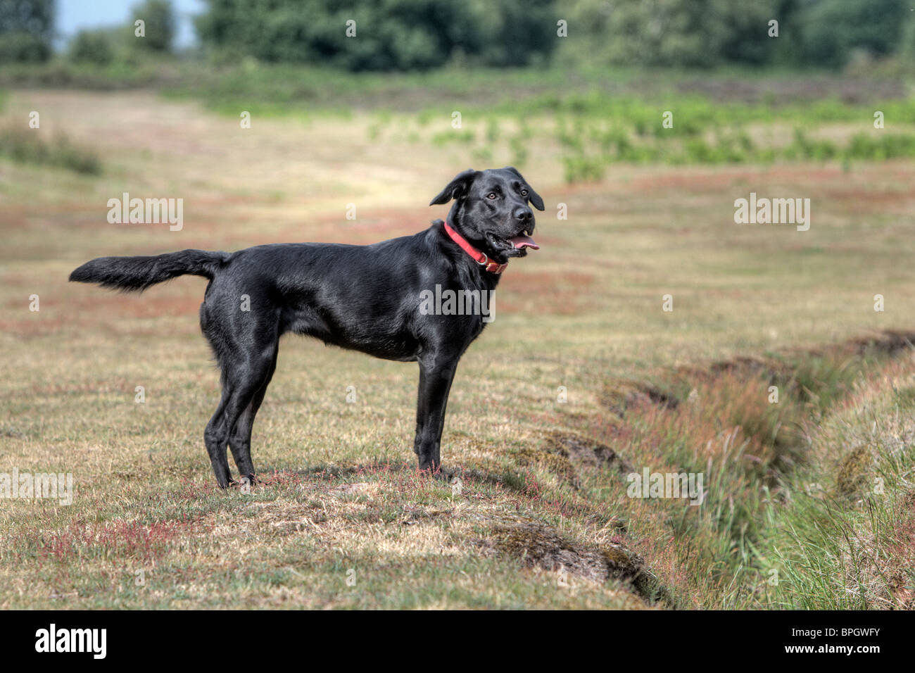 Shot of a Young Black Labrador in the Countryside Stock Photo - Alamy