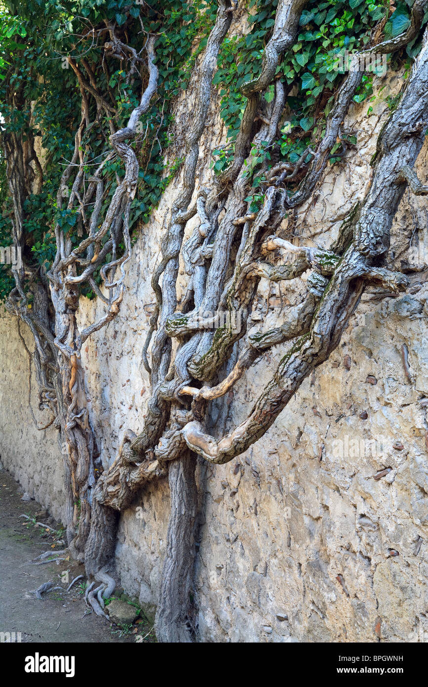 old plant on ancient stone walls background Stock Photo - Alamy