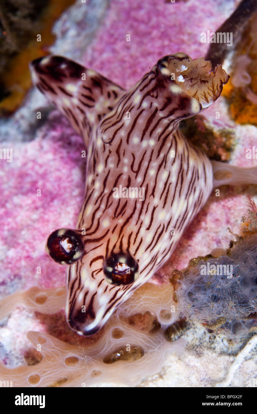 Seraya hi-res stock photography and images - Alamy