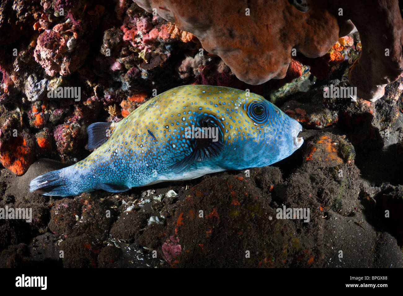 Blue spotted pufferfish, Tulamben, Bali, Indonesia Stock Photo - Alamy