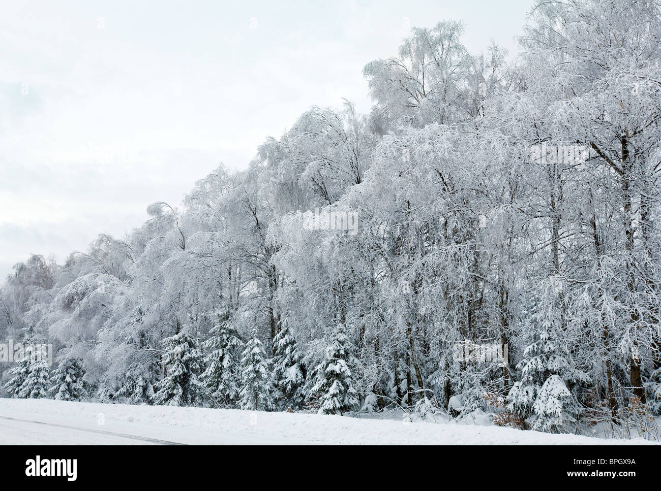 winter dull landscape with road and trees at side of the road Stock ...