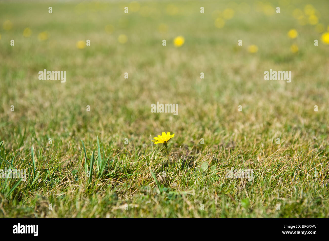 Creeping buttercup lawn hi-res stock photography and images - Alamy