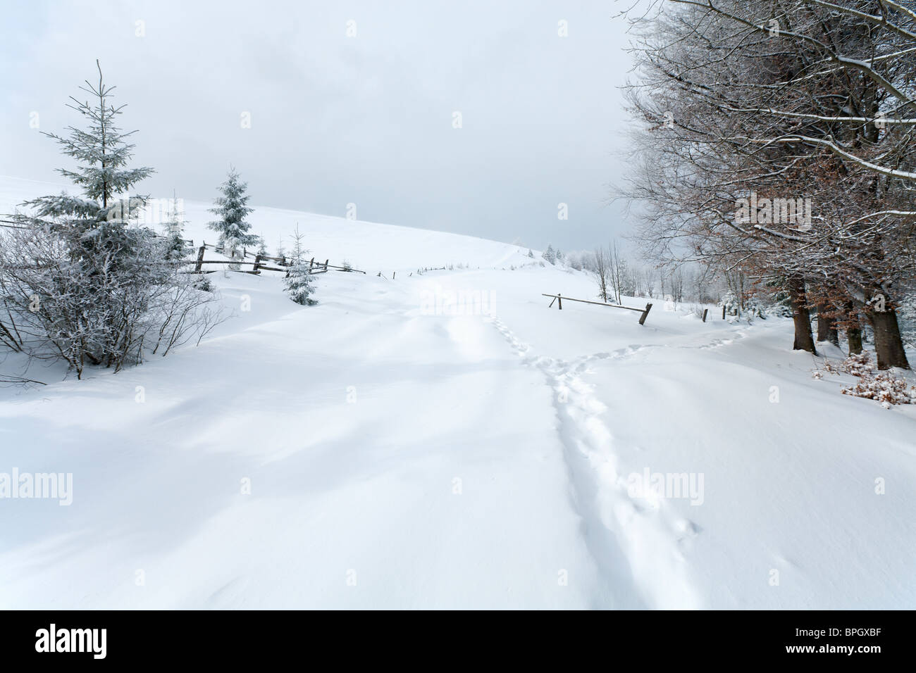winter dull country mountain landscape with fence and fir trees Stock ...
