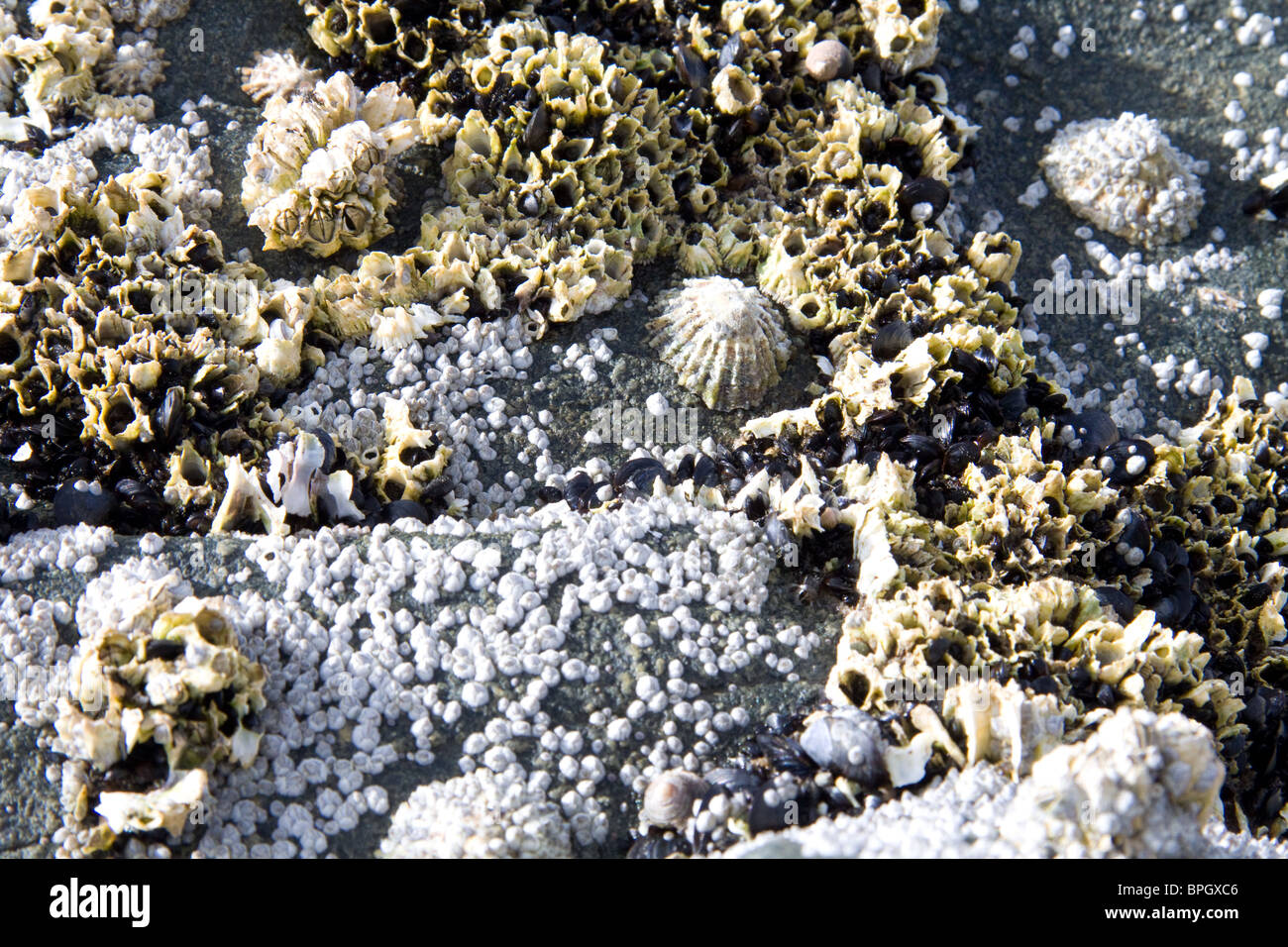 Barnacles and limpets compete for space on an intertidal rock Stock ...
