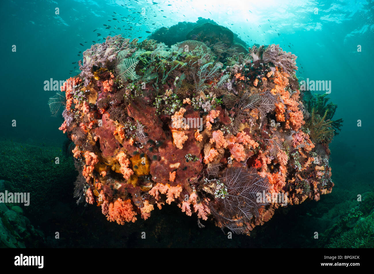 Selang hi-res stock photography and images - Alamy
