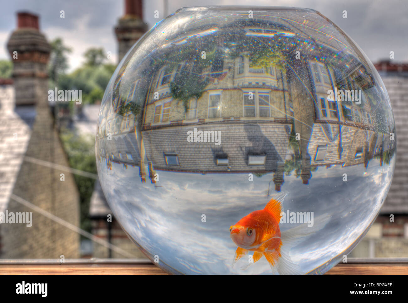 Goldfish bowl hi-res stock photography and images - Alamy