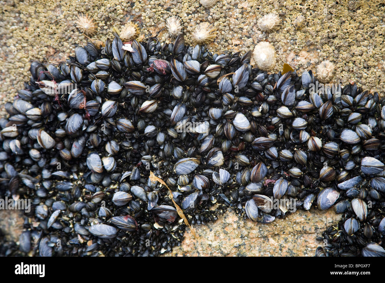Mussels on rocks at Portheras cove Cornwall Stock Photo - Alamy