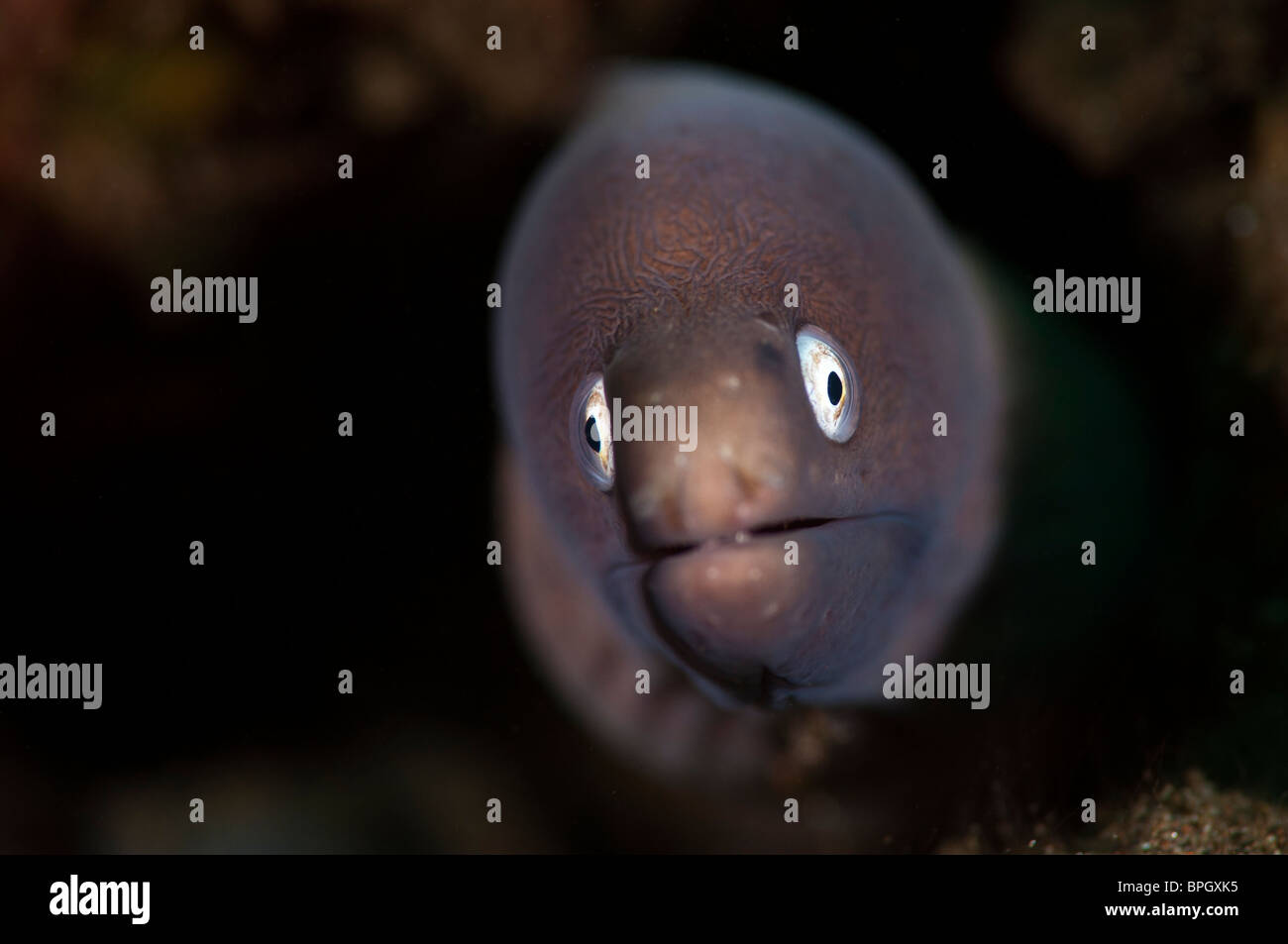 White eye moray eel, Seraya, Bali, Indonesia Stock Photo - Alamy