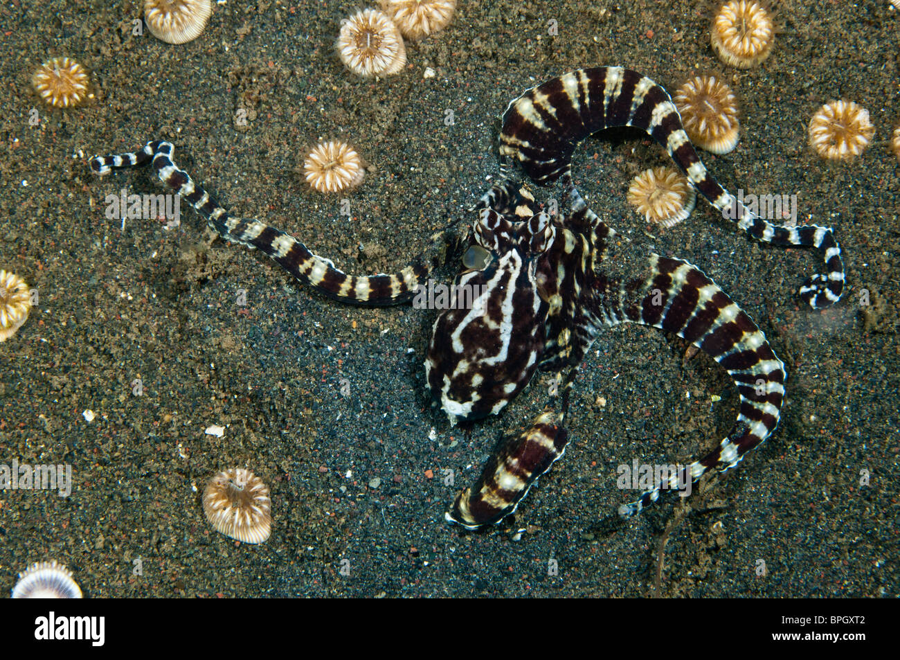 Displaying mimic octopus, Bali, Indonesia Stock Photo - Alamy