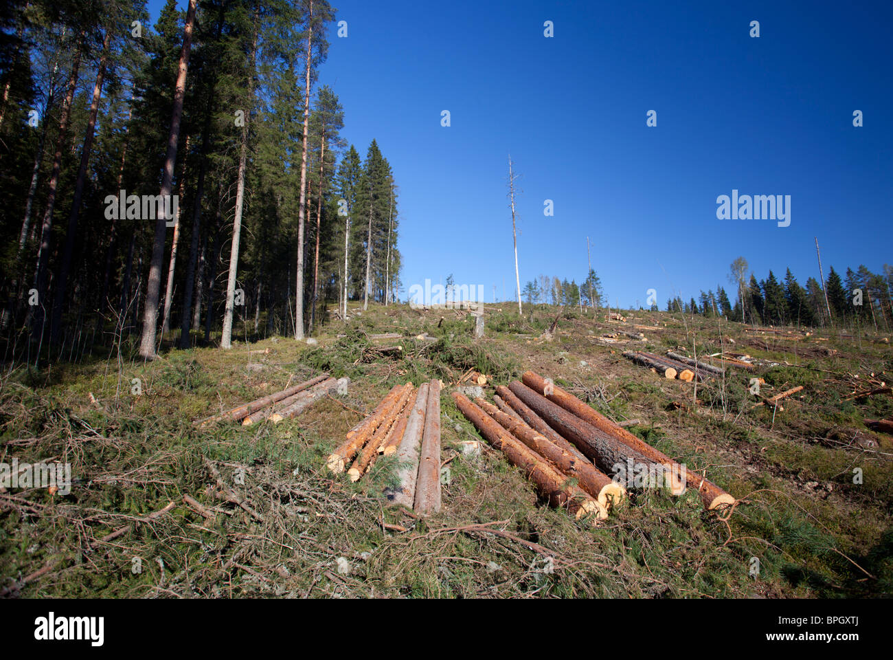 Clear Cut Logging High Resolution Stock Photography and Images - Alamy