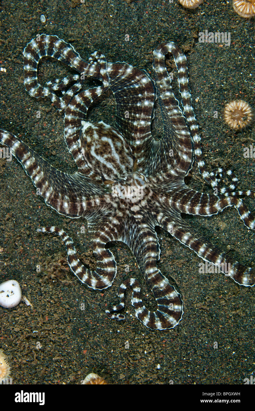 Octopus underwater hi-res stock photography and images - Alamy