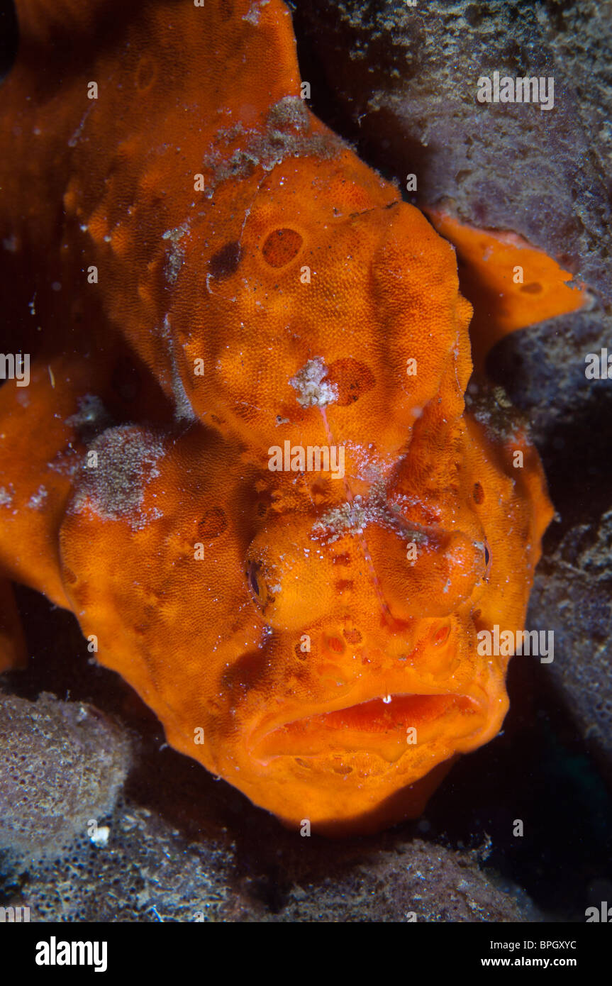 Frogfish bali hi-res stock photography and images - Alamy