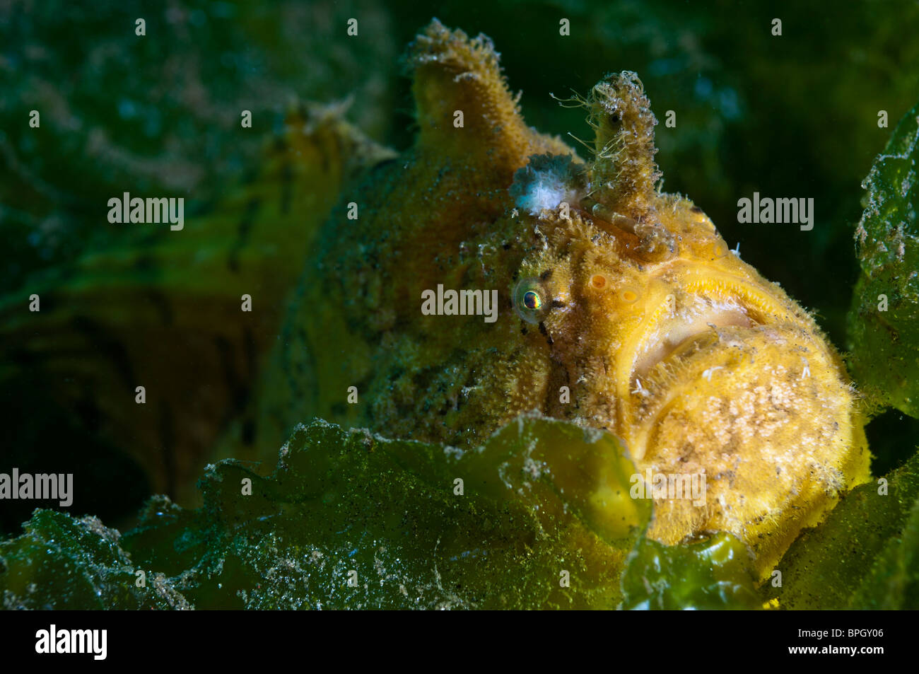 Hispid frogfish, Gilimanuk, Bali, Indonesia Stock Photo - Alamy