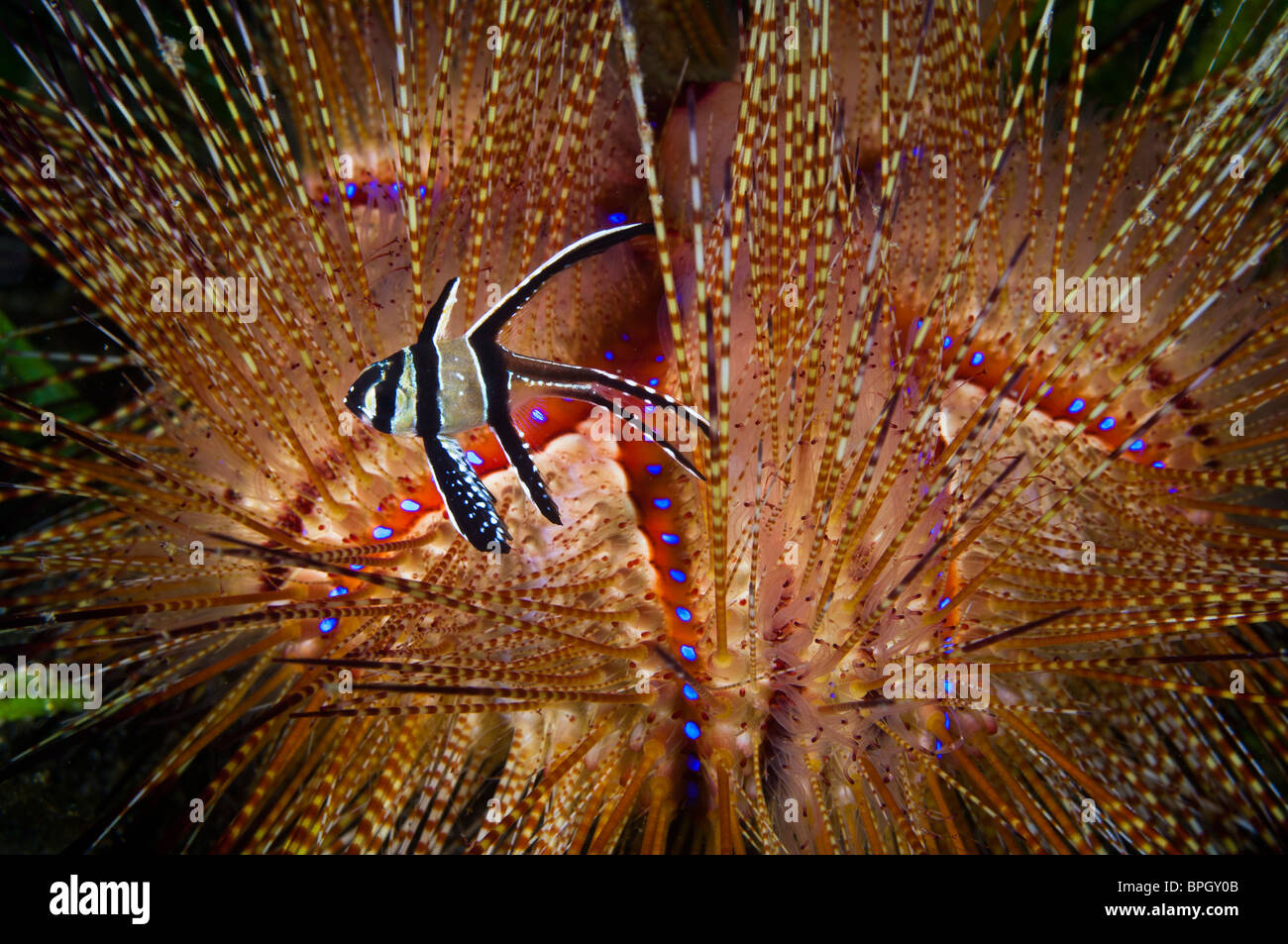Juvenile Banggi cardinalfish hiding in a sea urchin, Gilimanuk, Bali ...