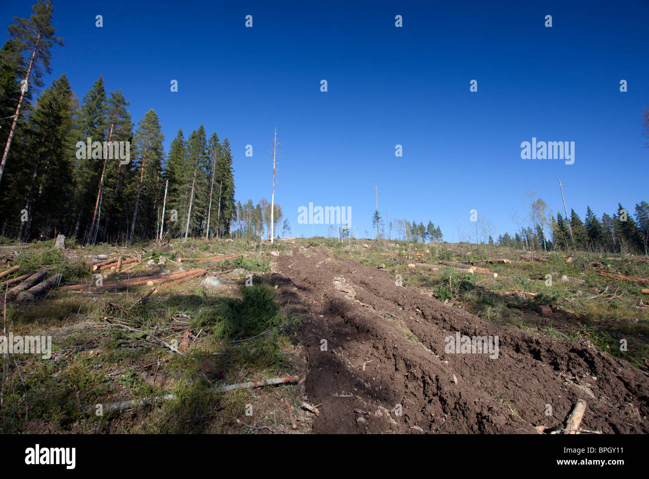 Forest harvester tracks leading to a Finnish clear cutting area in the ...
