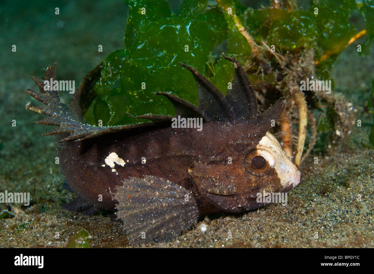 Long spine waspfish hi-res stock photography and images - Alamy