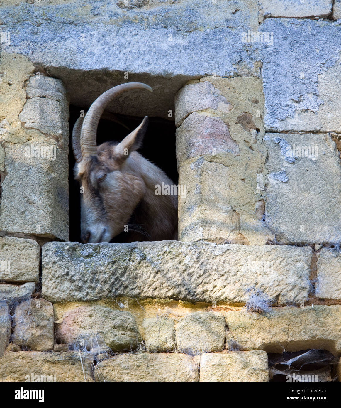 A goat framed in the window of its stall Stock Photo - Alamy