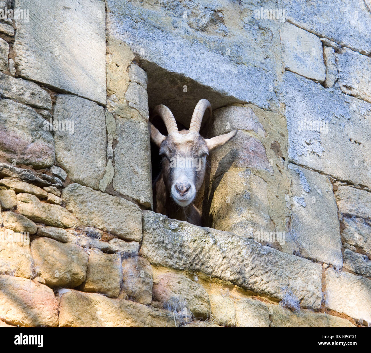 A goat looking out of a window Stock Photo - Alamy