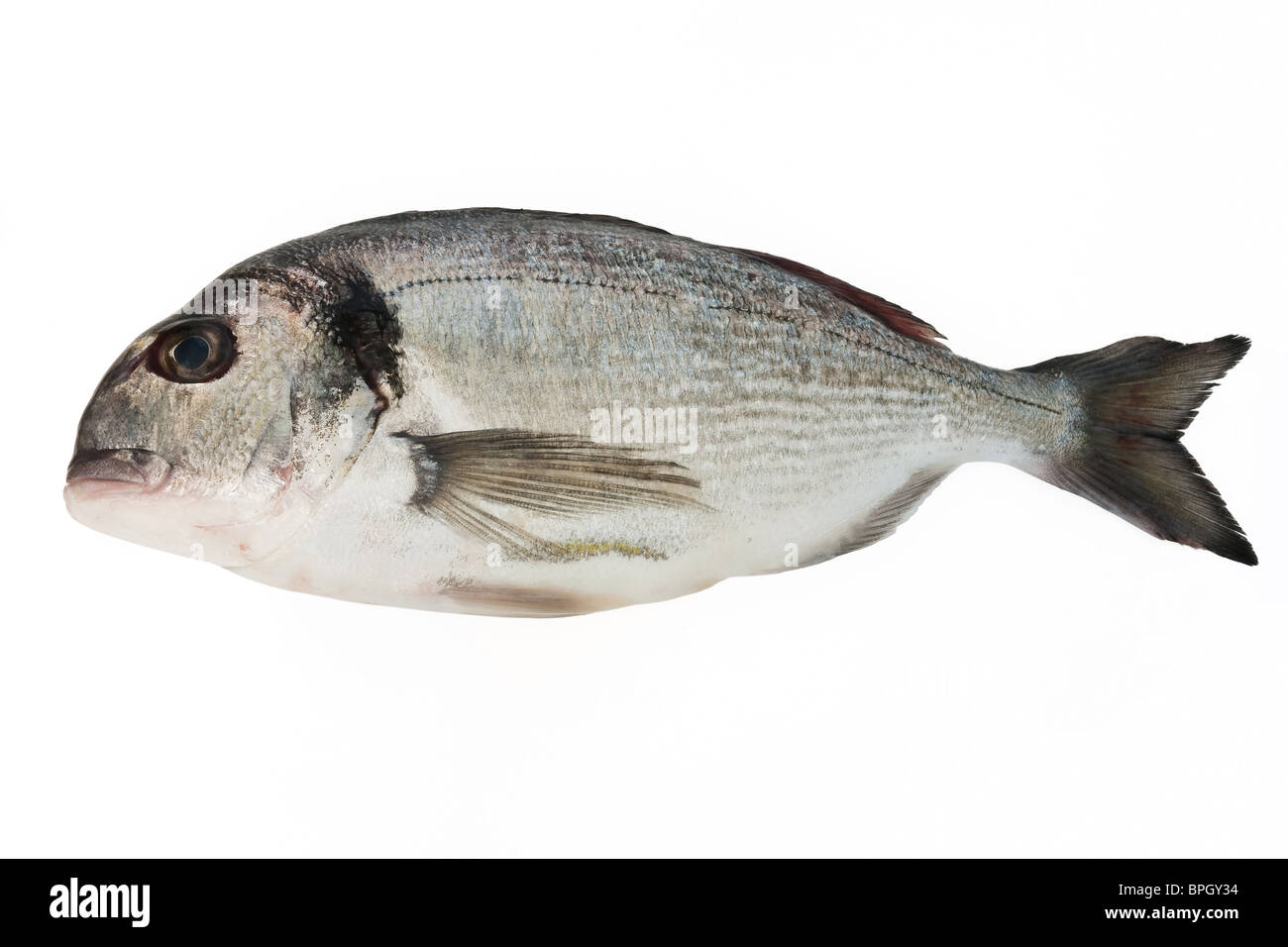 White sea bream hi-res stock photography and images - Alamy