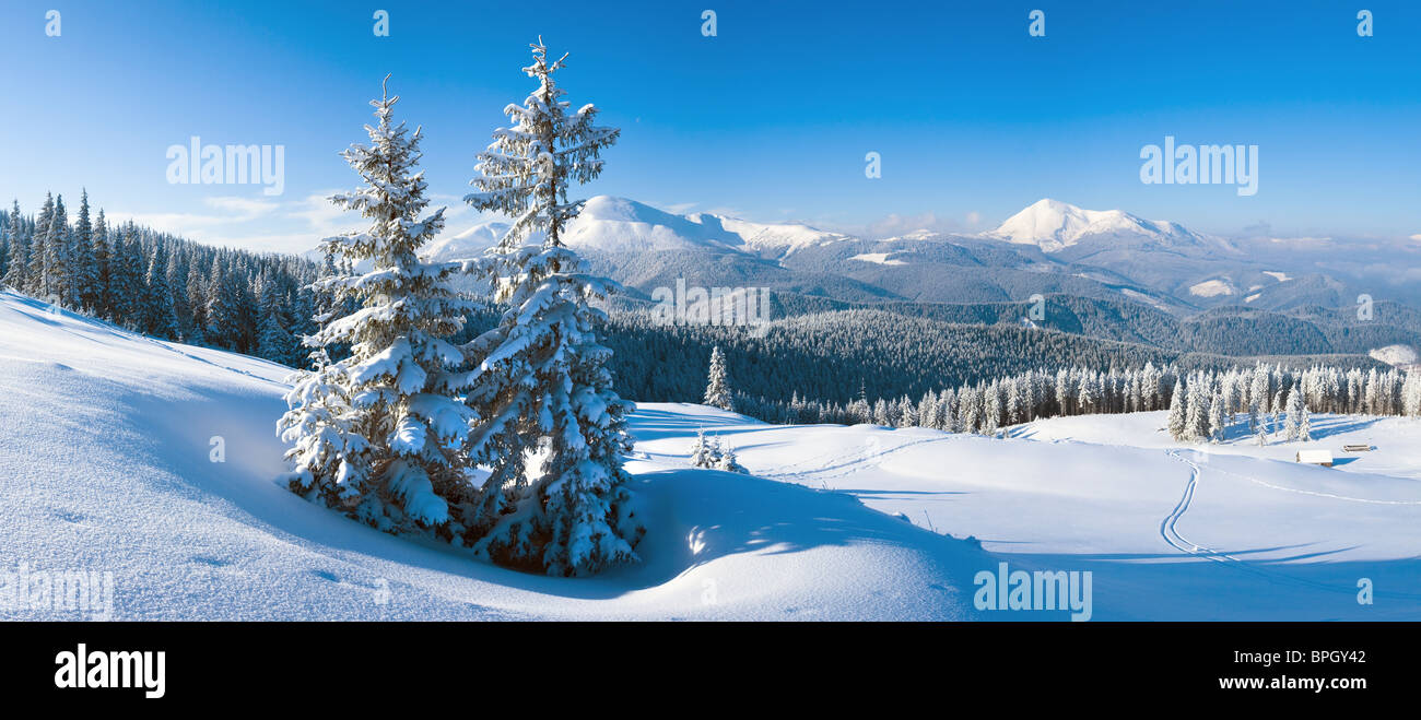 Morning winter calm mountain landscape with fir trees on slope (Goverla ...