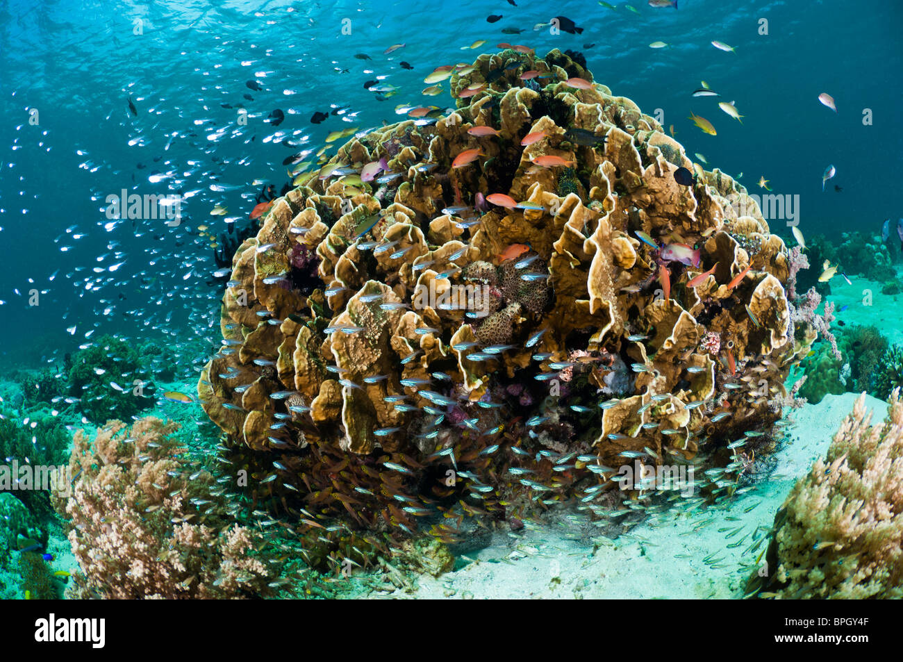 Fire coral hi-res stock photography and images - Alamy