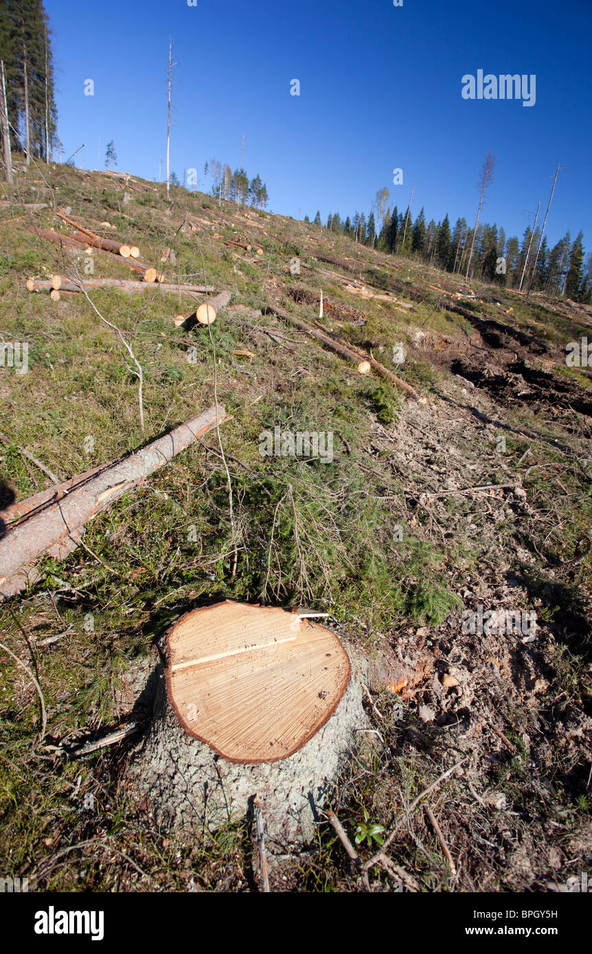 Spruce ( picea abies ) logs and tree stump at Finnish clear cutting ...