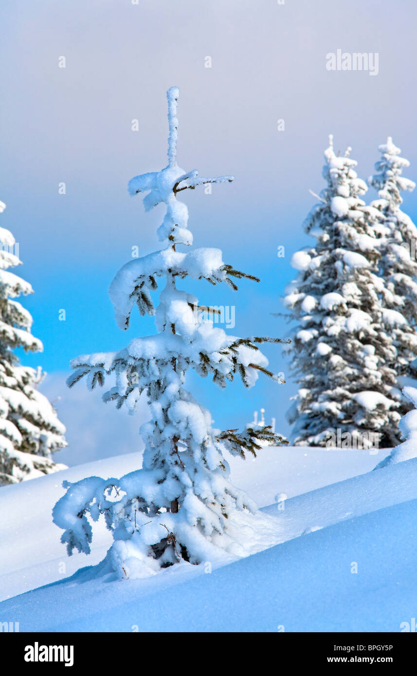winter snow covered fir trees on mountainside on overcast sky ...